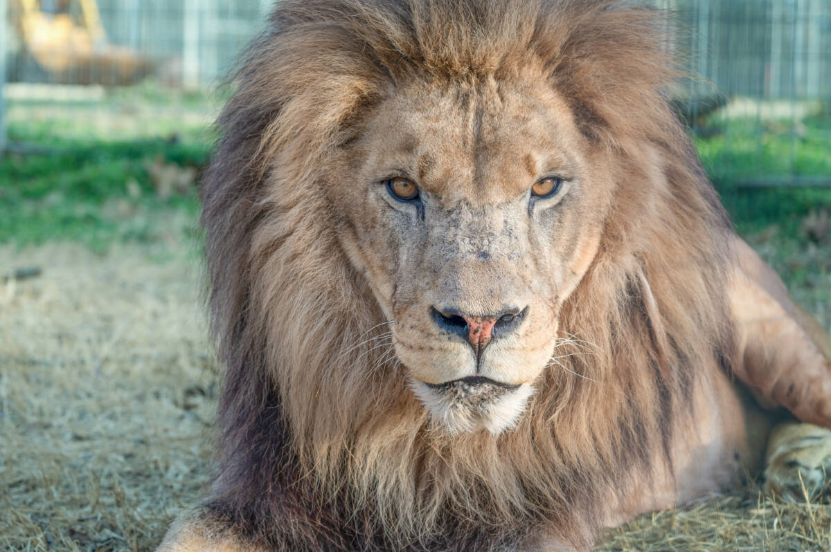 Why Lions Belong in the Wild: What World Lion Day Means at a Sanctuary ...
